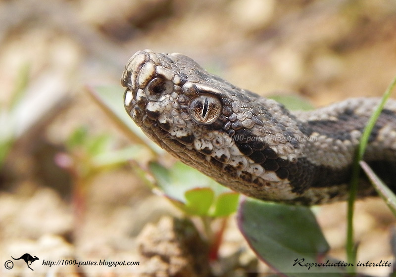 WILDLIFE GATEWAY: La vipère aspic de Zinnikeri