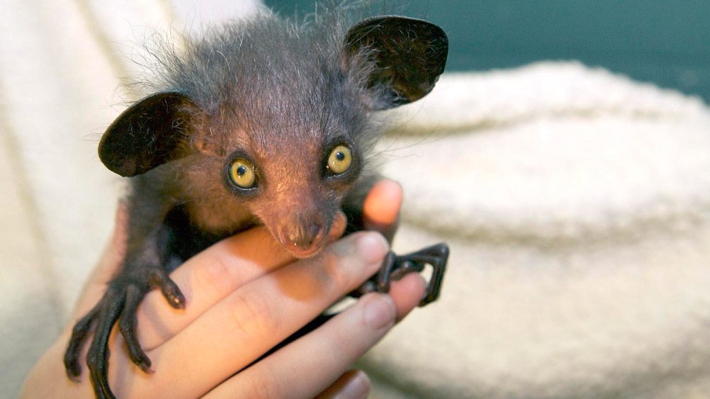 Microrrelato: Aye-Aye | EL BLOG DE M.A. ÁLVAREZ