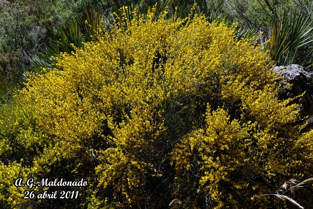 BIODIVERSIDAD COSTA GRANADINA Y...: Retama basta, arnacho, bolina ...