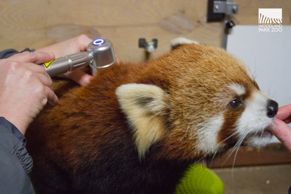 Red panda receives special therapy sessions