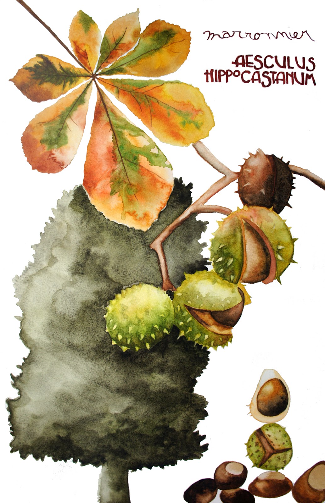 atelier dessin: Aquarelle botanique suite