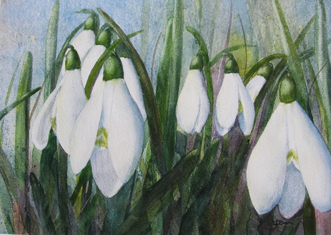 Galanthus : Snowdrop Art