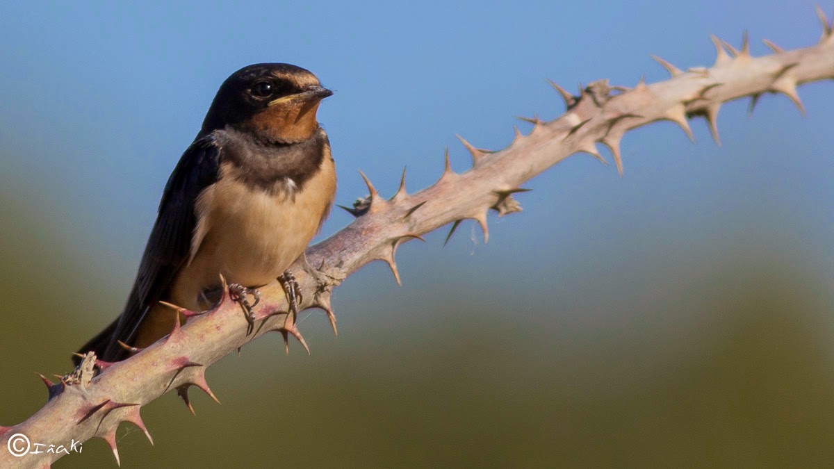 Nosoloaves - Aves del mundo (Birds of the world): Golondrina comun ...