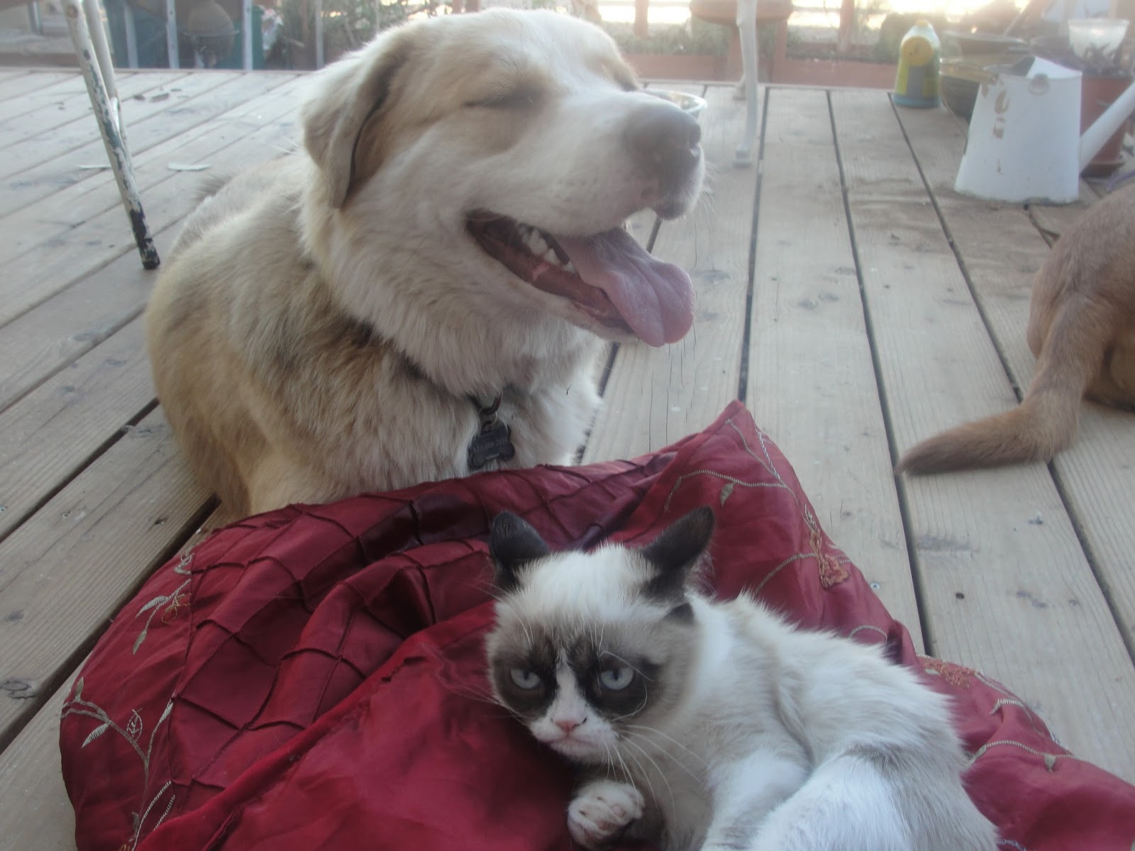 Grumpy Cat Angry Face | Funny Collection World