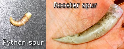 Birds To Dinosaur: Python Vestigial Pelvis, Femur and Spur