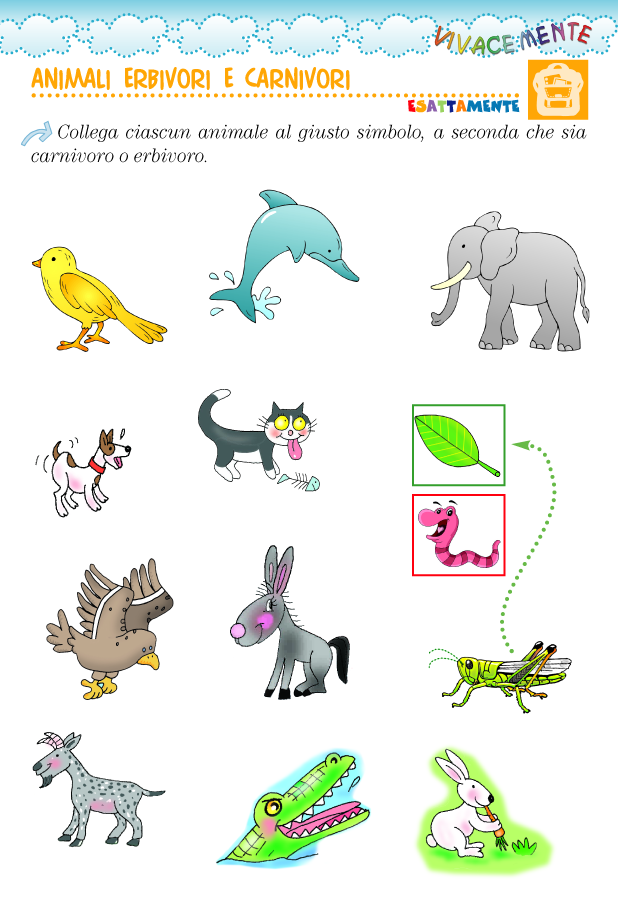 Immagini Animali Carnivori