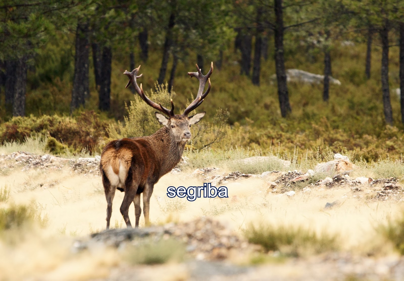 laiberianatural: Ciervo común ( Cervus elaphus)