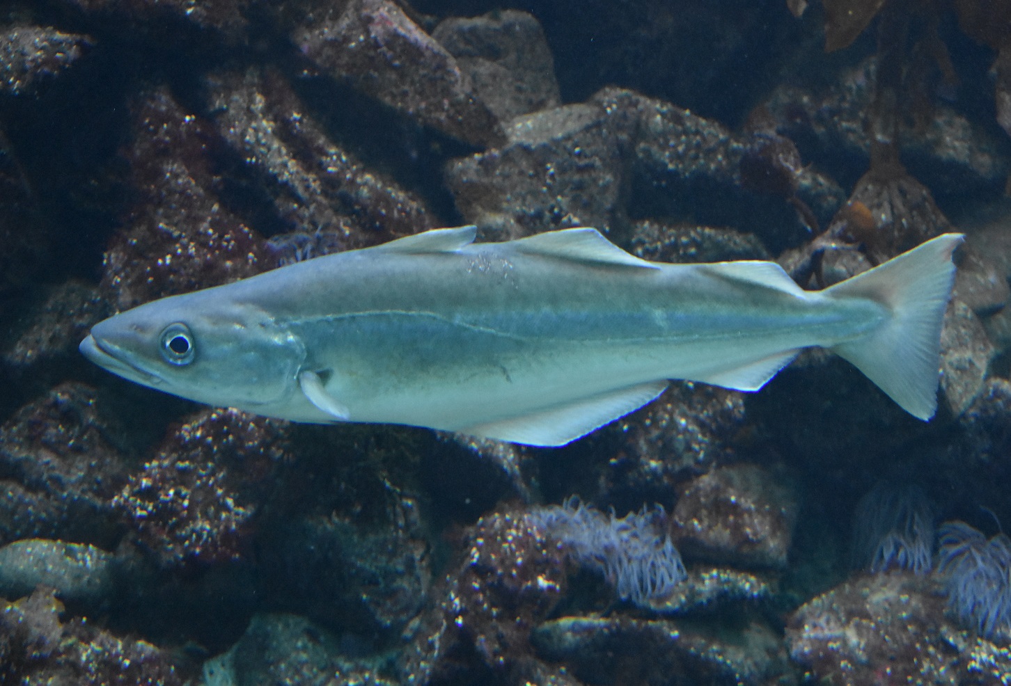 ZOOTOGRAFIANDO (6.096 ANIMALS): ABADEJO / POLLACK (Pollachius pollachius)