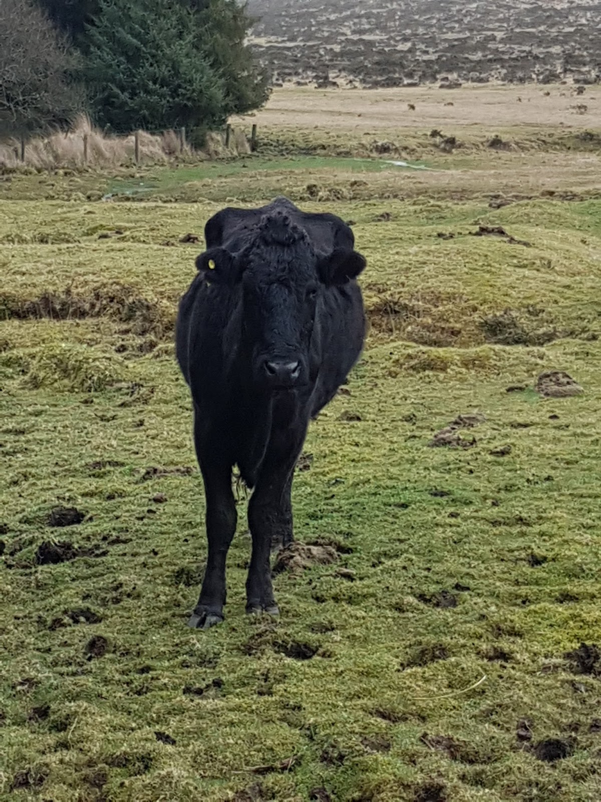 people4ponies blog: East Moor Cows