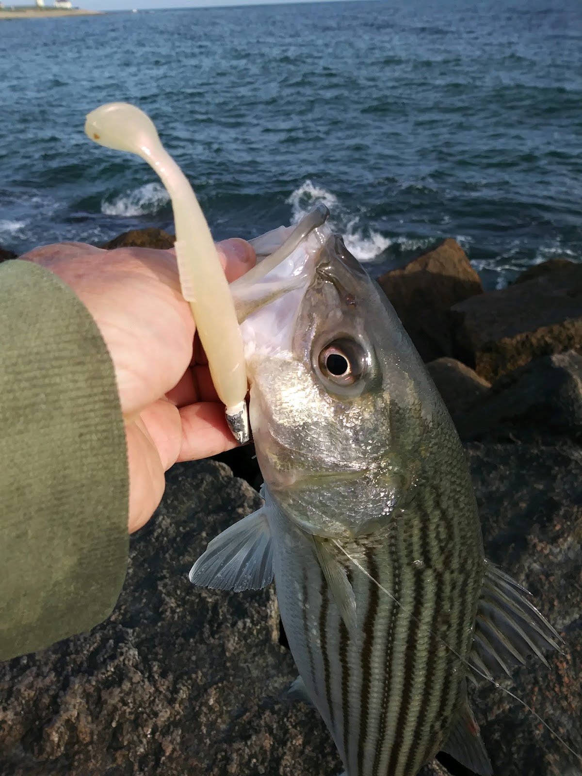 Rhode Island Striped Bass: Jigs Rule the Early Season