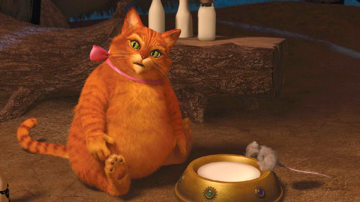 Gruby kot ⋆ Z kotem pod jednym dachem