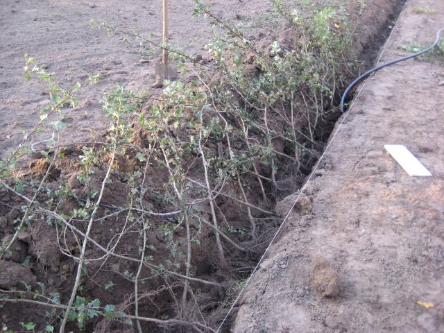 Nieuwekampen Vinkel: Gevlochten meidoorn heg