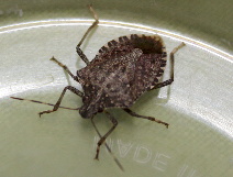 Big, Brown Bugs Invade Homes