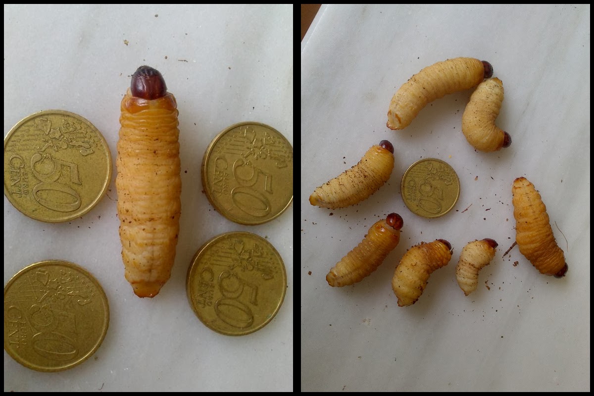 Del Pino Jardineria: El terrible picudo rojo