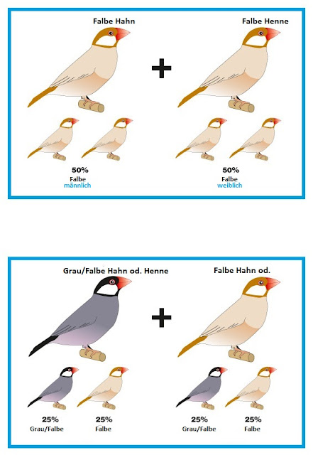 Genetik der Reisfinken
