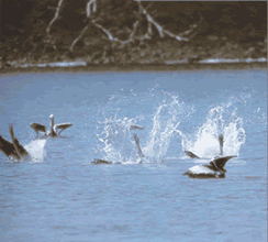 Reserva Biológica Guayabo, Negritos & Pájaros | Costa Rica - Mundo ...