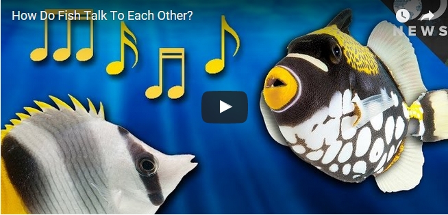 Fish Talk To Each Other? How do fish talk? | Life Care Post