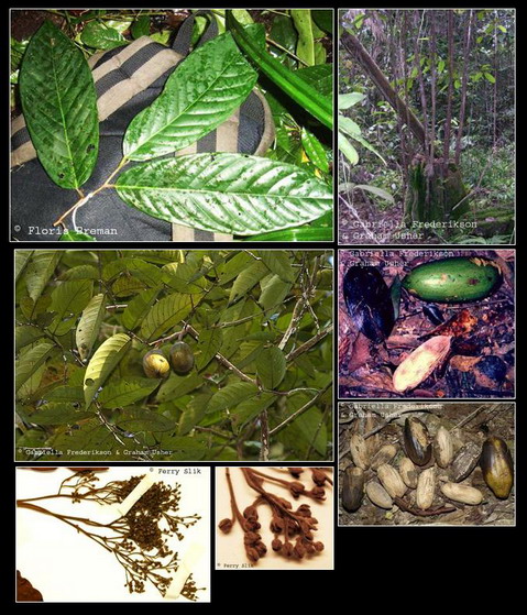 25 Tumbuhan Langka di Indonesia | @miikoriza