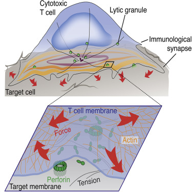 Actualités Scientifiques - Médicales: #Cell #cellulesT #cytotoxicité # ...