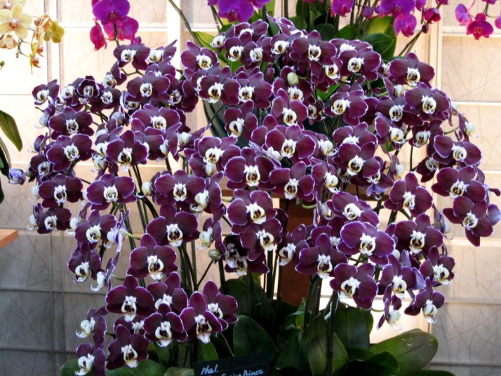 simone flor: ORQUIDEAS