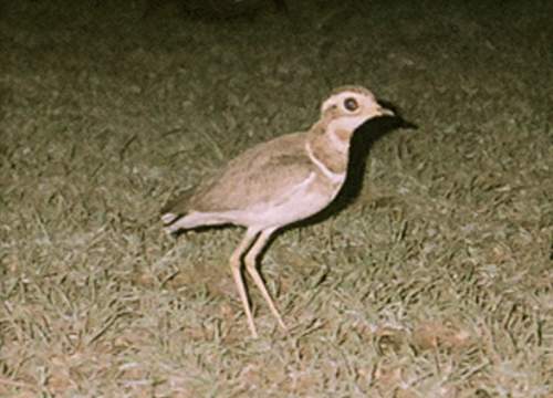 Jerdon's courser pictures | Birds of India | Bird World