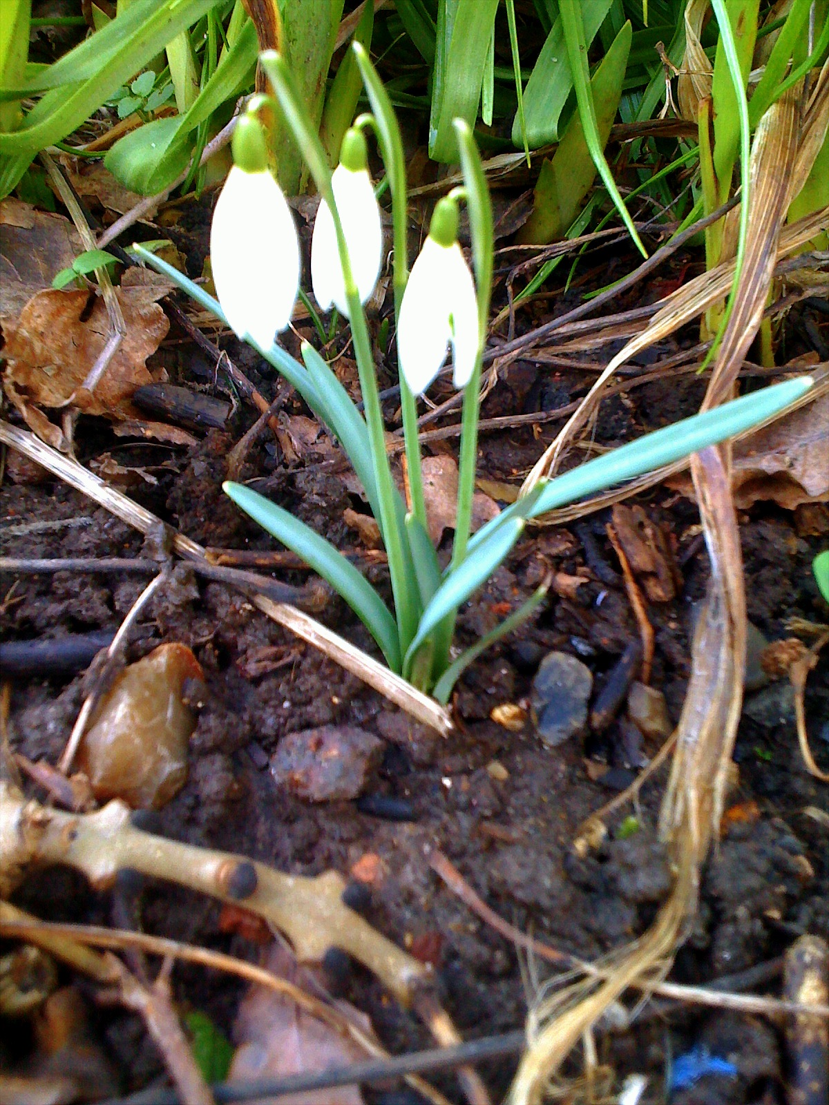 The Picture Printer: The Sprung Spring - cheerful early bulbs show ...