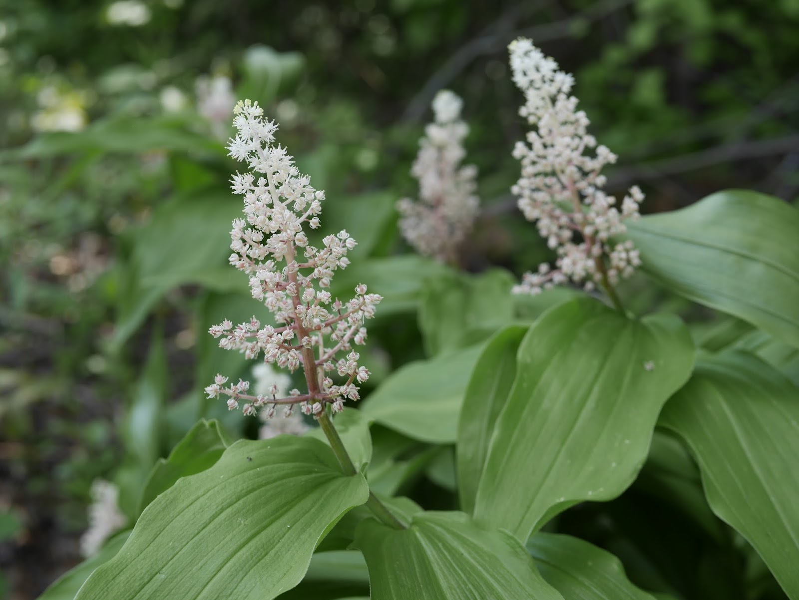 Wildflowers in Northern British Columbia - Backwoods Mama