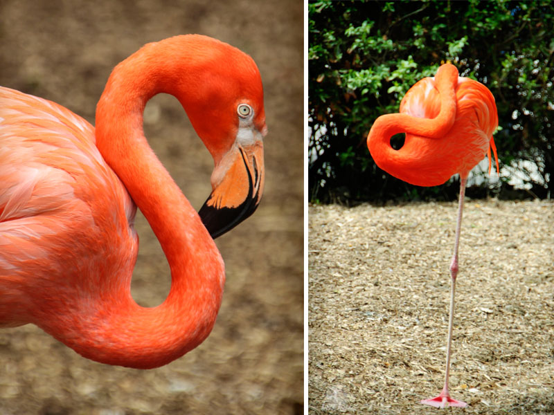 love love: Animals are weird.