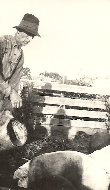 A moment's sunlight fading in the grass.: William Hann and the pigs ...