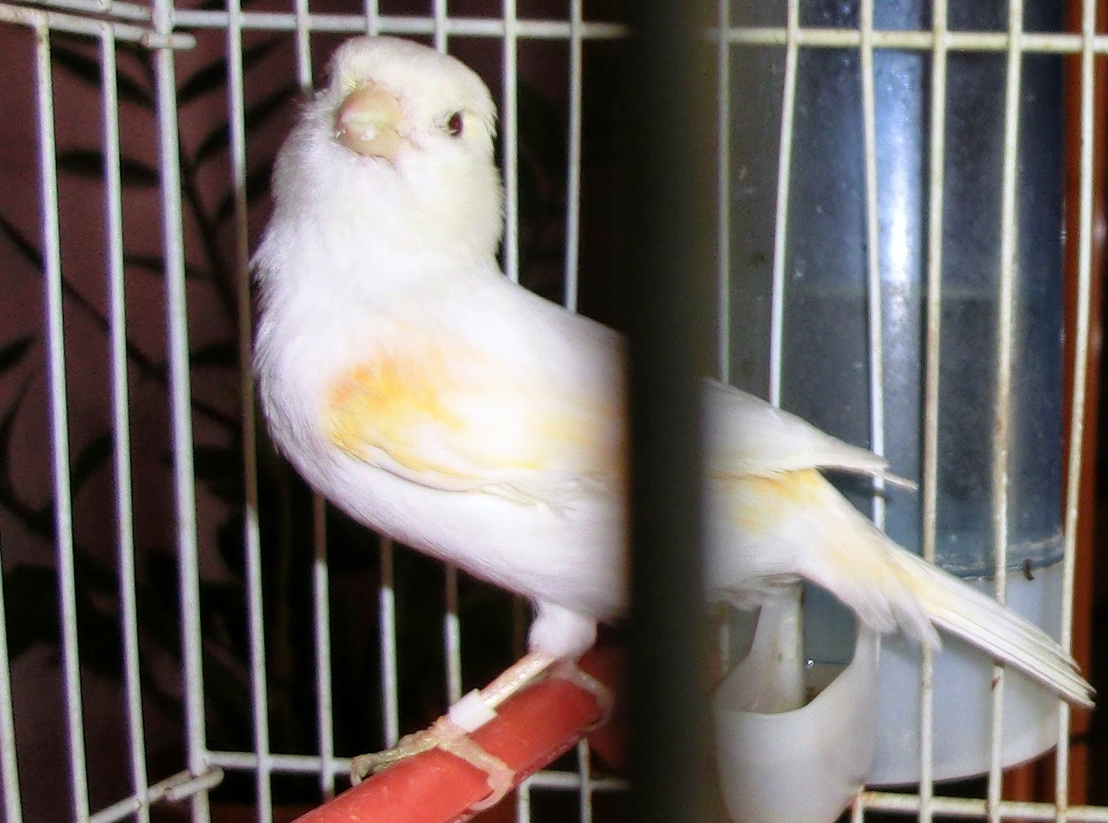 Santuario de aves: Canario blanco