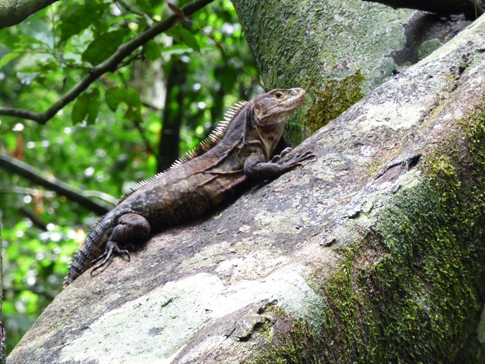 el naturalista fiel: GARROBO NEGRO