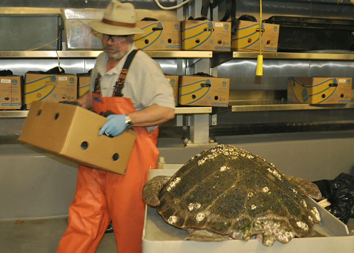 2016 Sea Turtle Necropsies are in full swing!