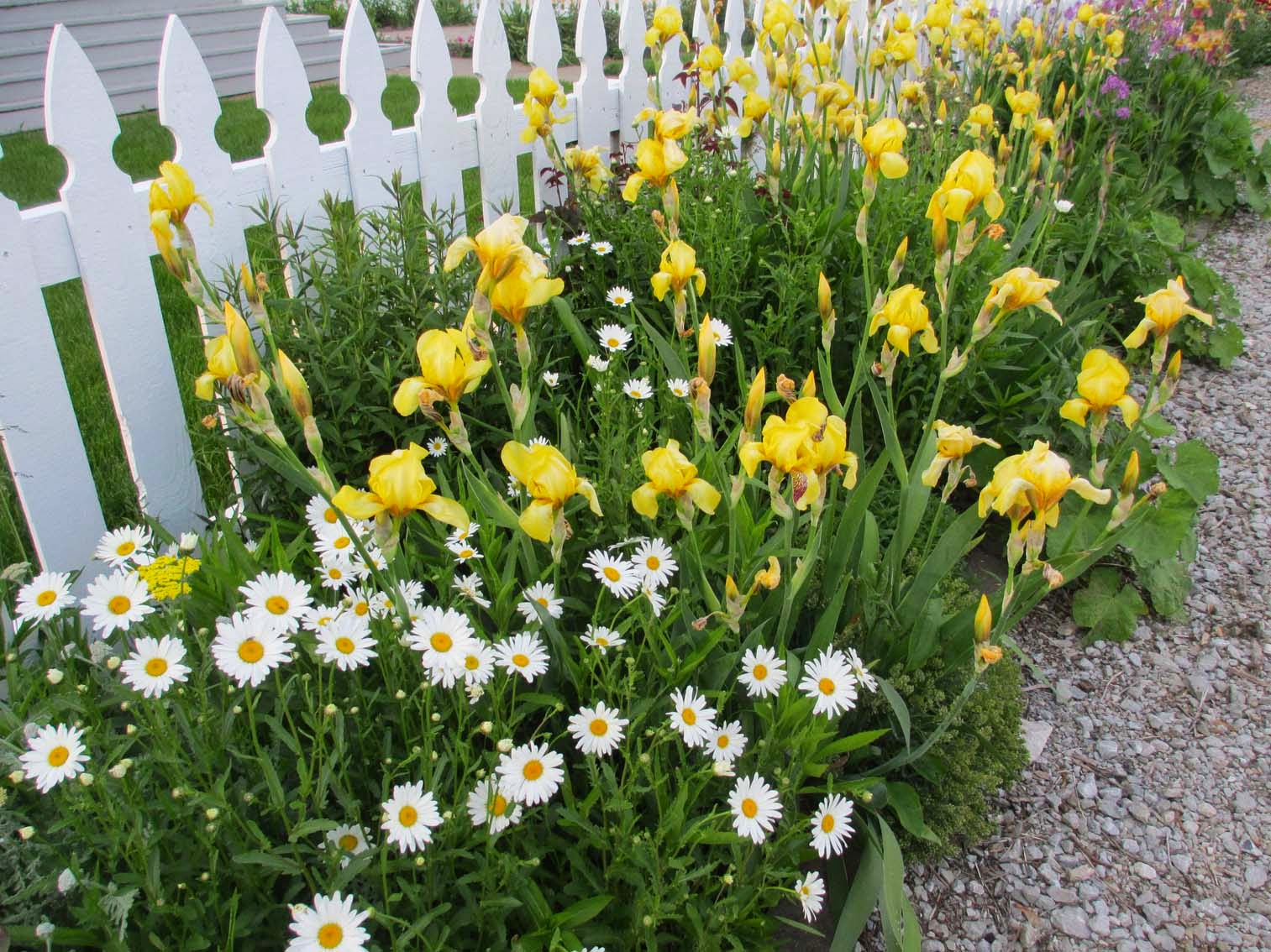 Garden Fancy: May Flowers and May Showers