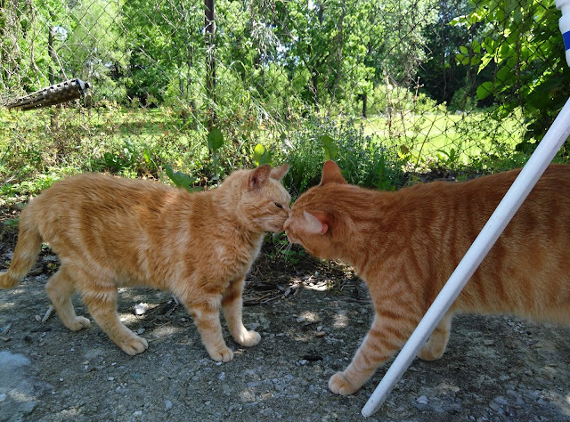 Cat Food Reviews: Purina® Pro Plan® Savor Shredded Blend - Adventures ...