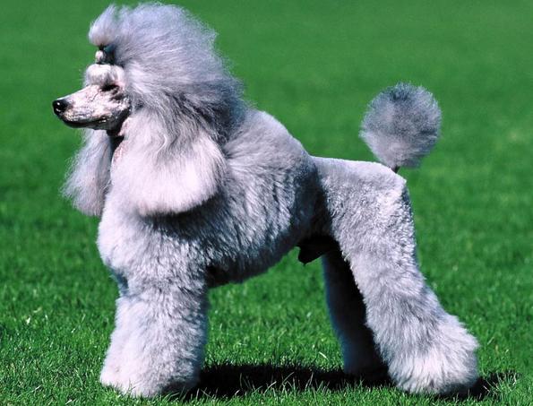 Fotos de perros pudul - Imagui