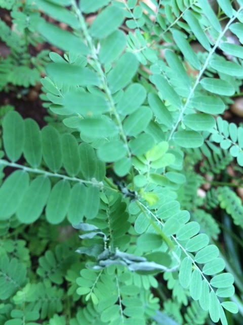 KEELANELLI MEDICINAL USES AND HEALTH BENEFITS - Pooja Naattu Marundhu Kadai