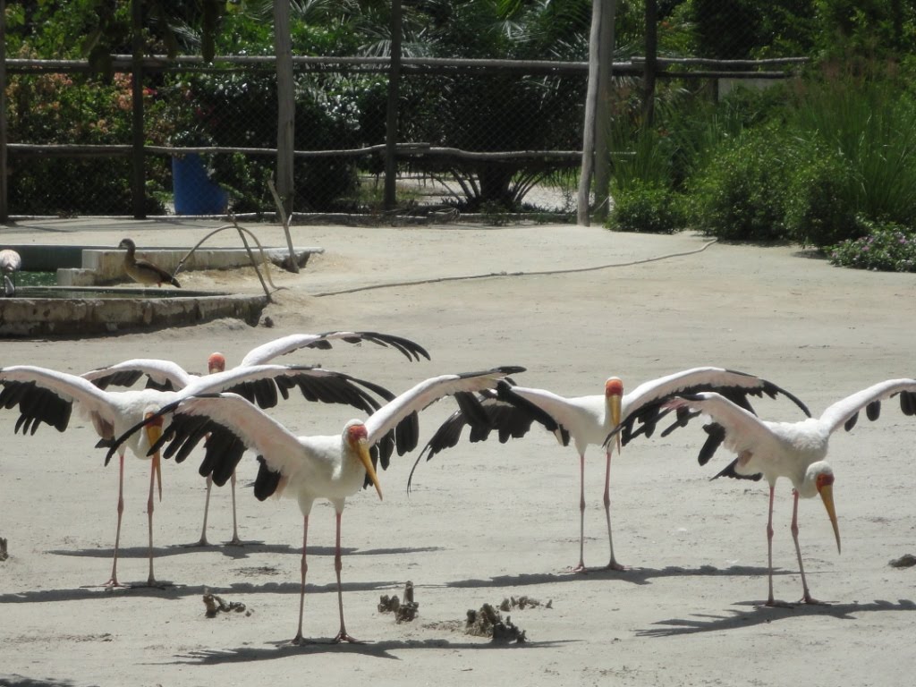 T-E-M-B-E-A Tanzania: Dar Es Salaam Zoo