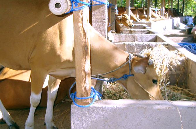 Penggemukan Sapi Potong Bagaimana cara Memulainya