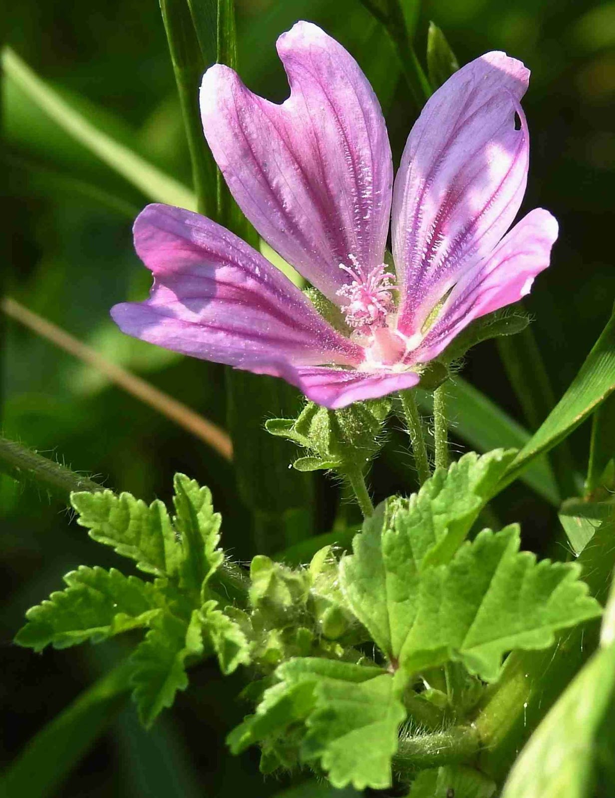 NAŠE ZAHRADY: Sléz lesní. Malva sylvestris