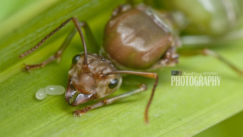 30 Macro Photography That Accomplished Amazing Things | Famous ...