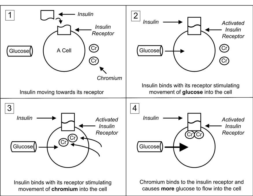 Health Tooty Fruity: CHROMIUM DEFICIENCY