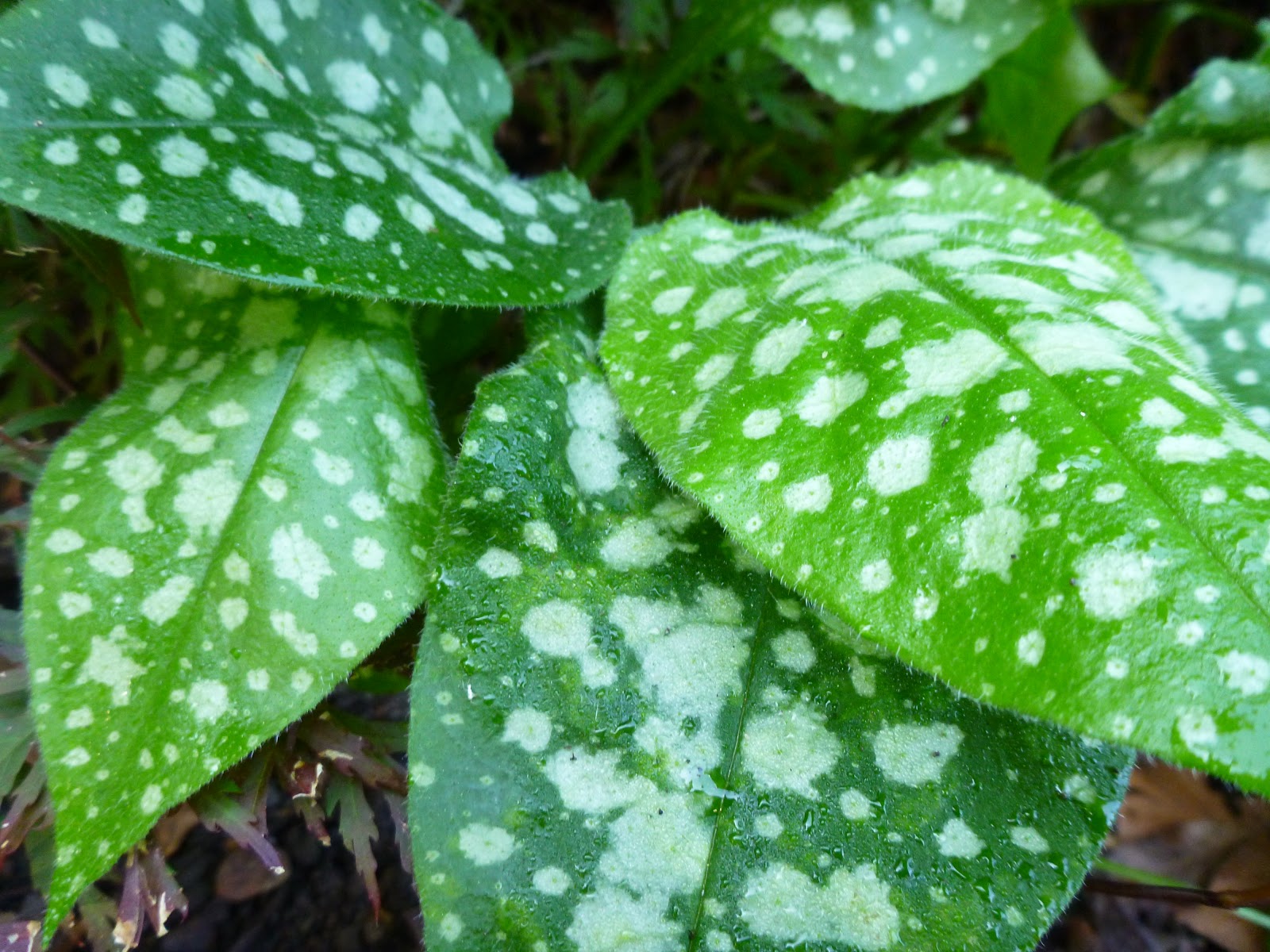 A Garden Less Ordinary: How to use variegated foliage