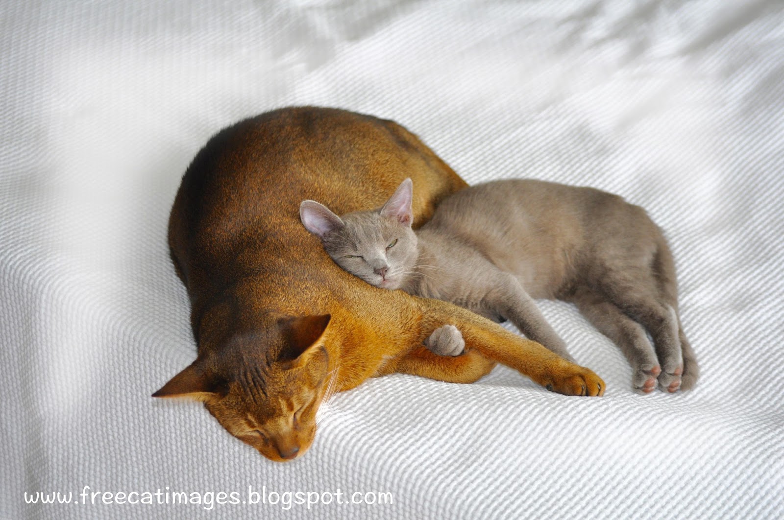 cat with arms linked - relaxing cats - Cat Images Free