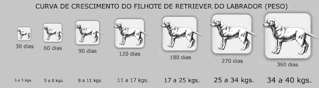 Meus Labs e eu!: Padrão do labrador