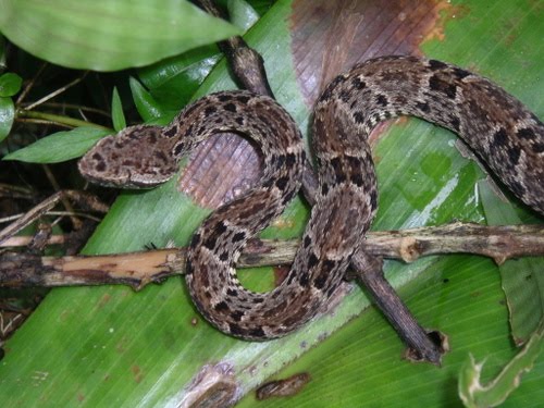 UNO CBA Study Abroad: Snakes of Costa Rica