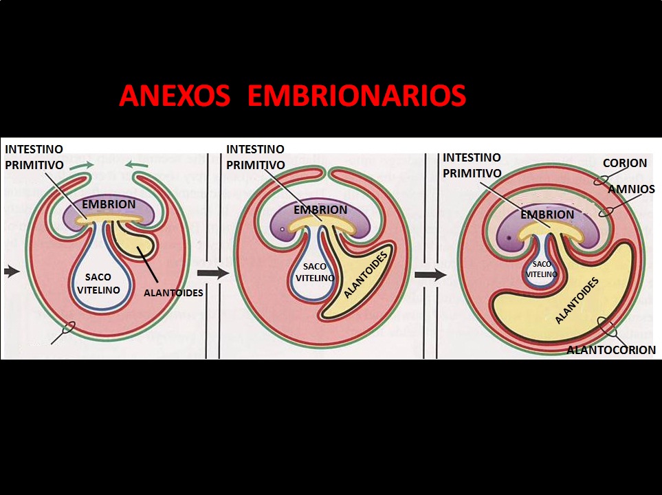 MANUAL DE REPRODUCCION BOVINA: EMBRIOLOGIA
