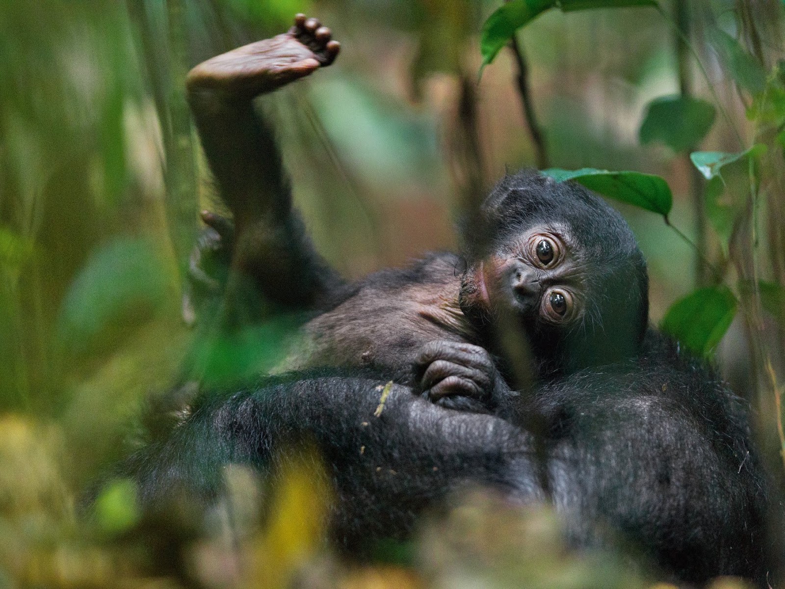 A VUELO DE UN QUINDE® - EL BLOG !!!!! .::::.: MEDIO AMBIENTE ...