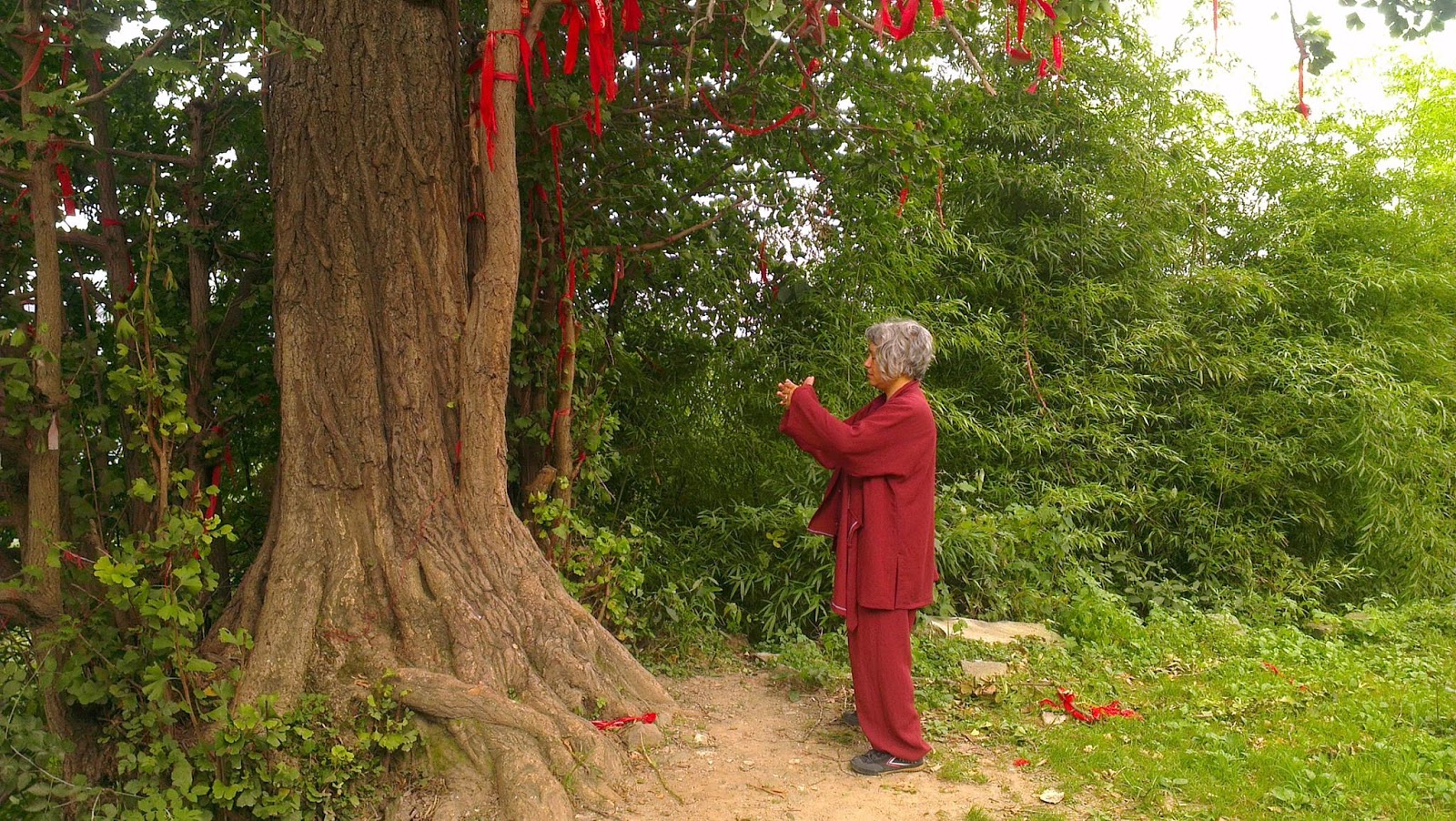 Wu Wei School of Internal Martial Arts and Meditation: Qi Gong with a tree