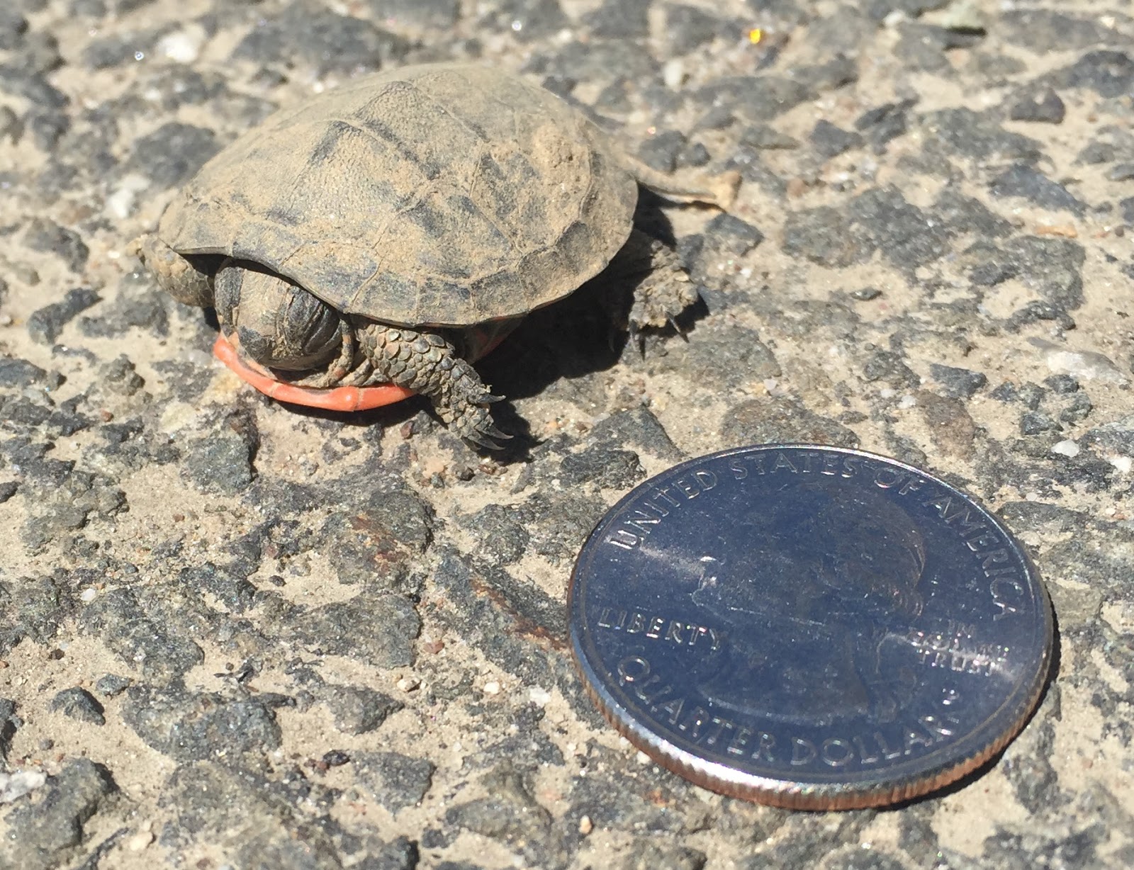 palblog: Tiny turtle