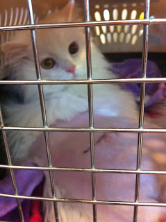 My Cat Mo's FHO Surgery Progress: Day 1 Post Femoral Head Ostectomy ...